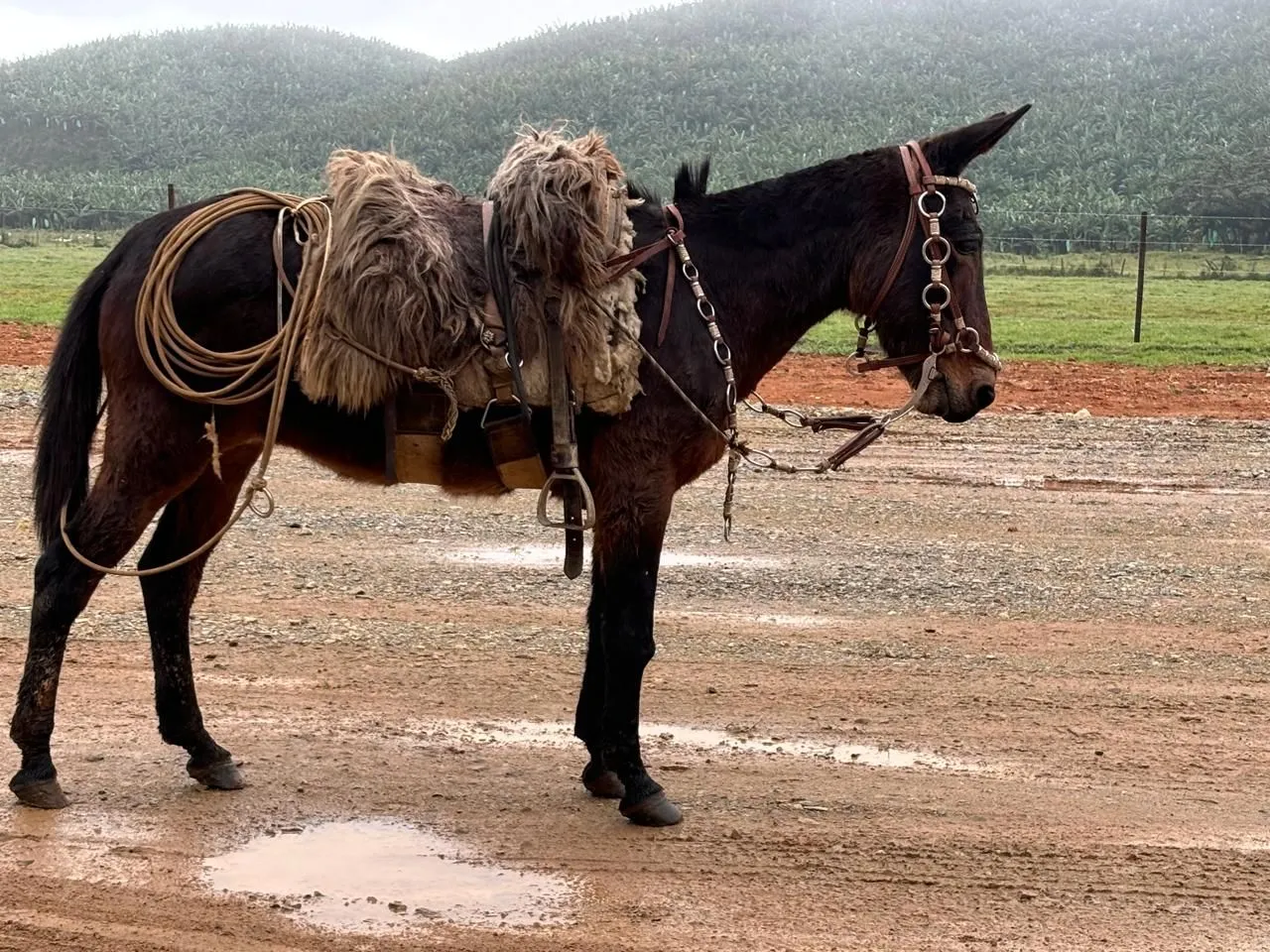 "uma mula" no Brasil
