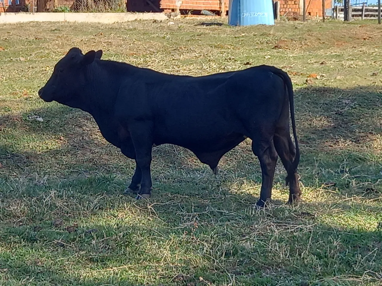 "boi mini boi" - Animais para agropecuária no Brasil