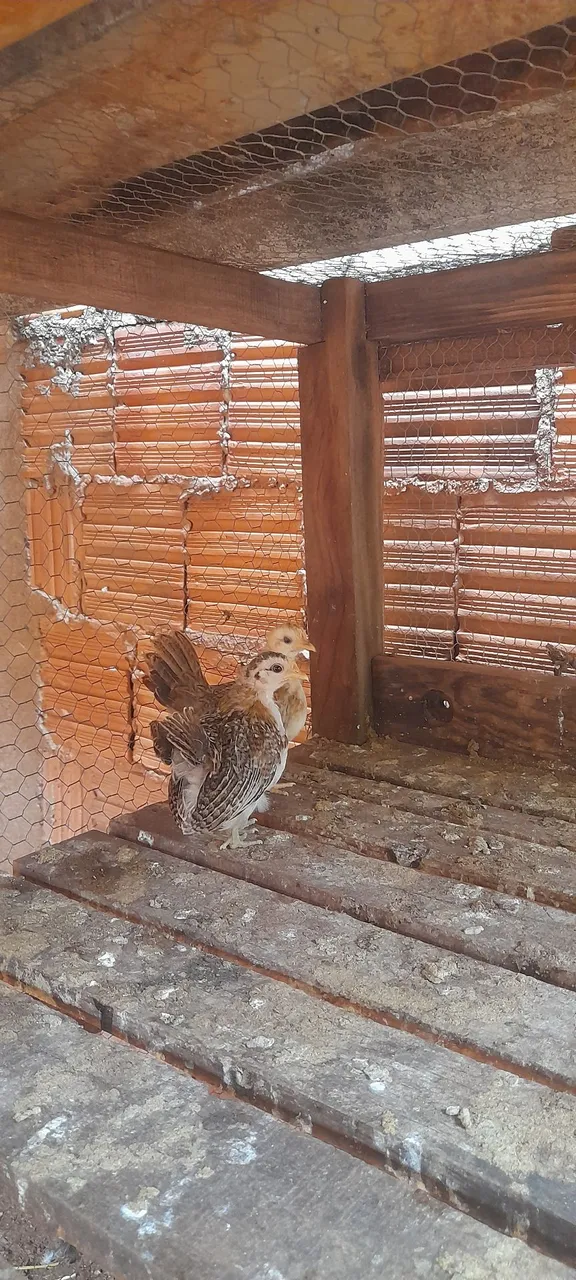 "mini garnizes" no Brasil