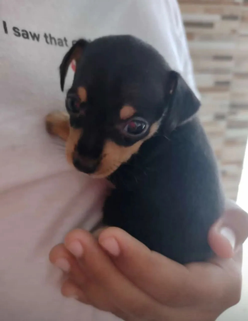 "pinscher 0" - Cachorros no Brasil