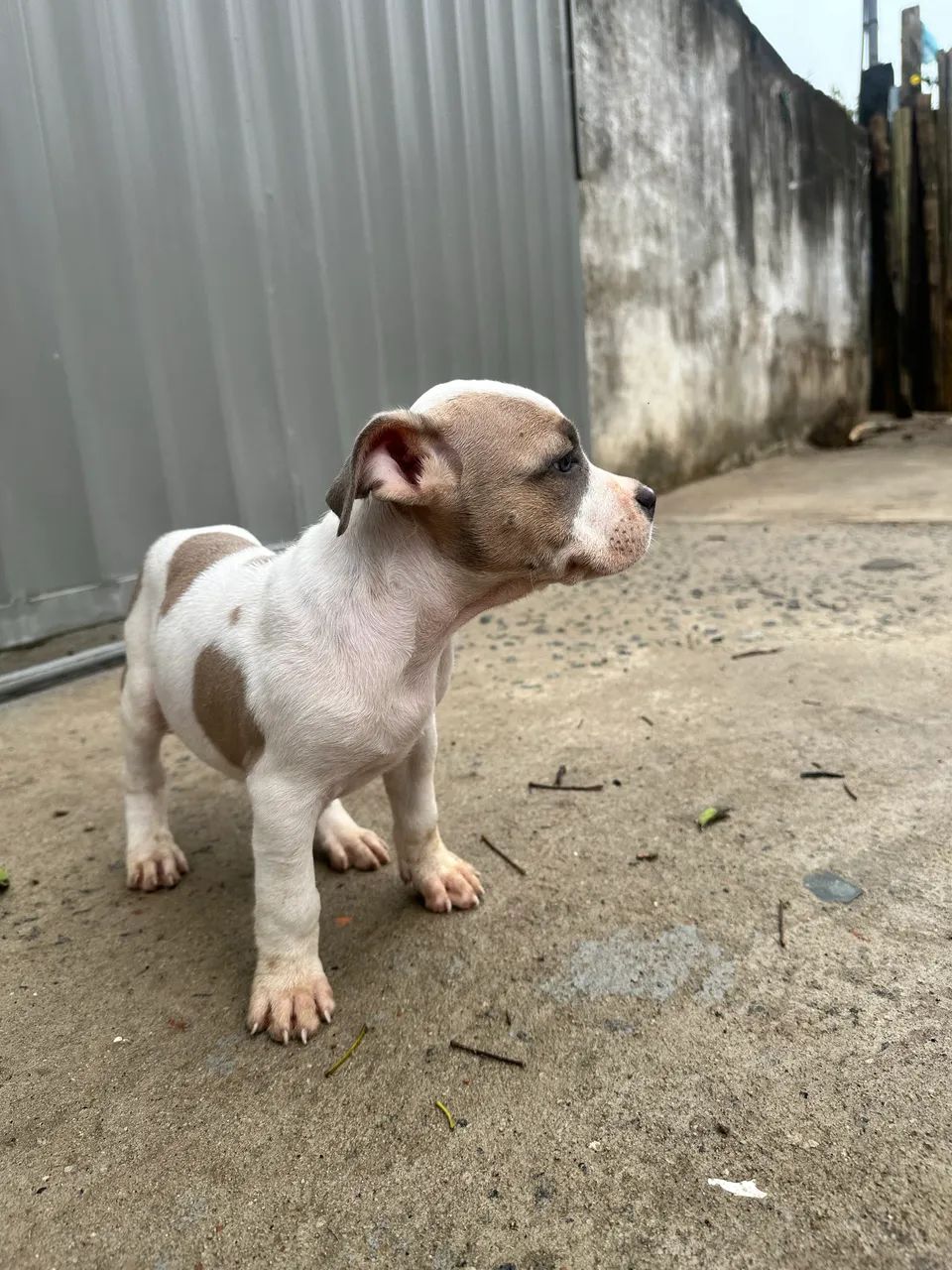 Vendo filhote de American Bully - Cachorros - Jardim do Ingá, Luziânia ...