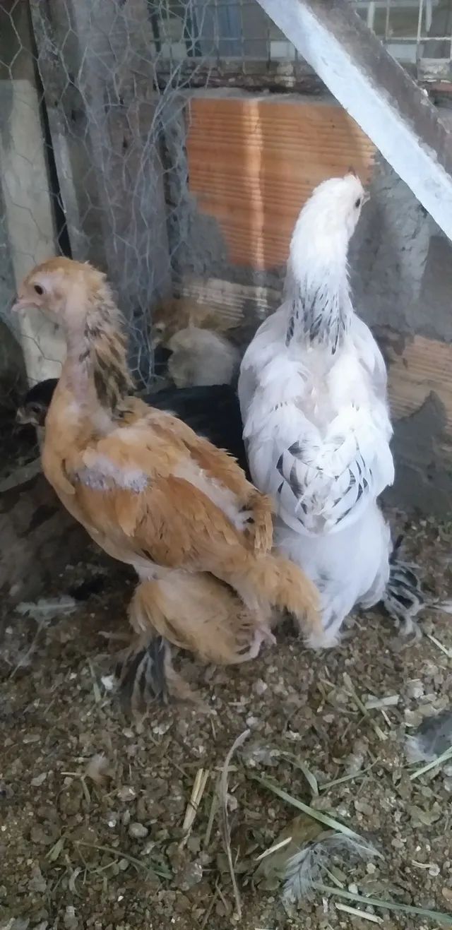 "brahma light" no Brasil