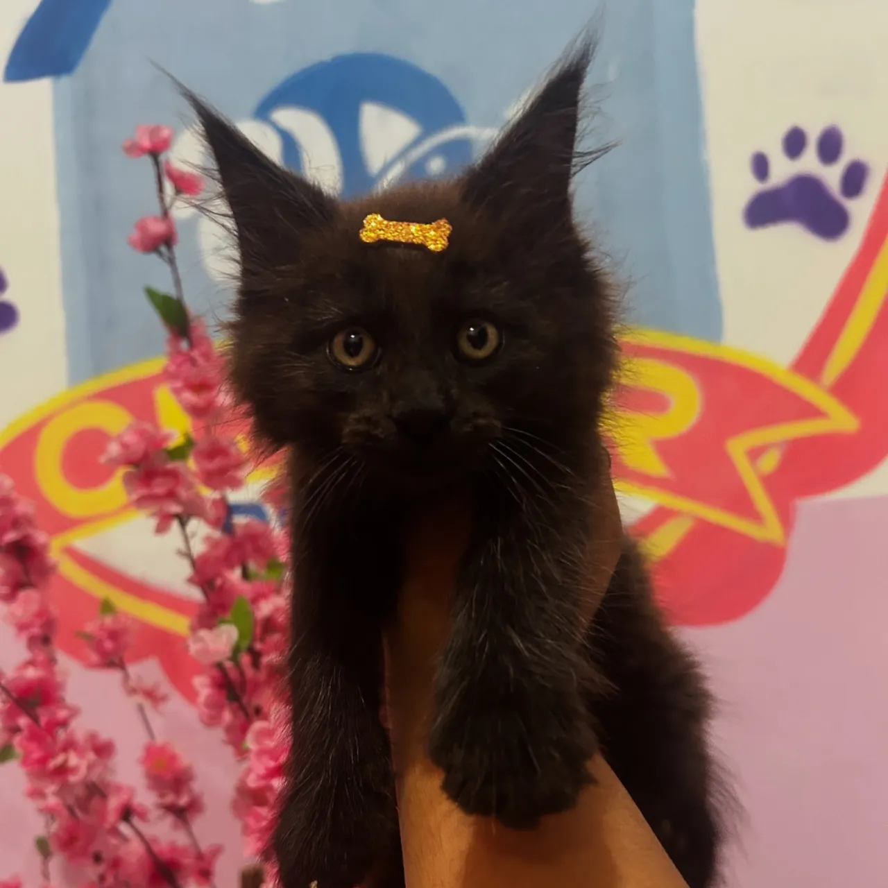 "maine coon" - Gatos no Brasil