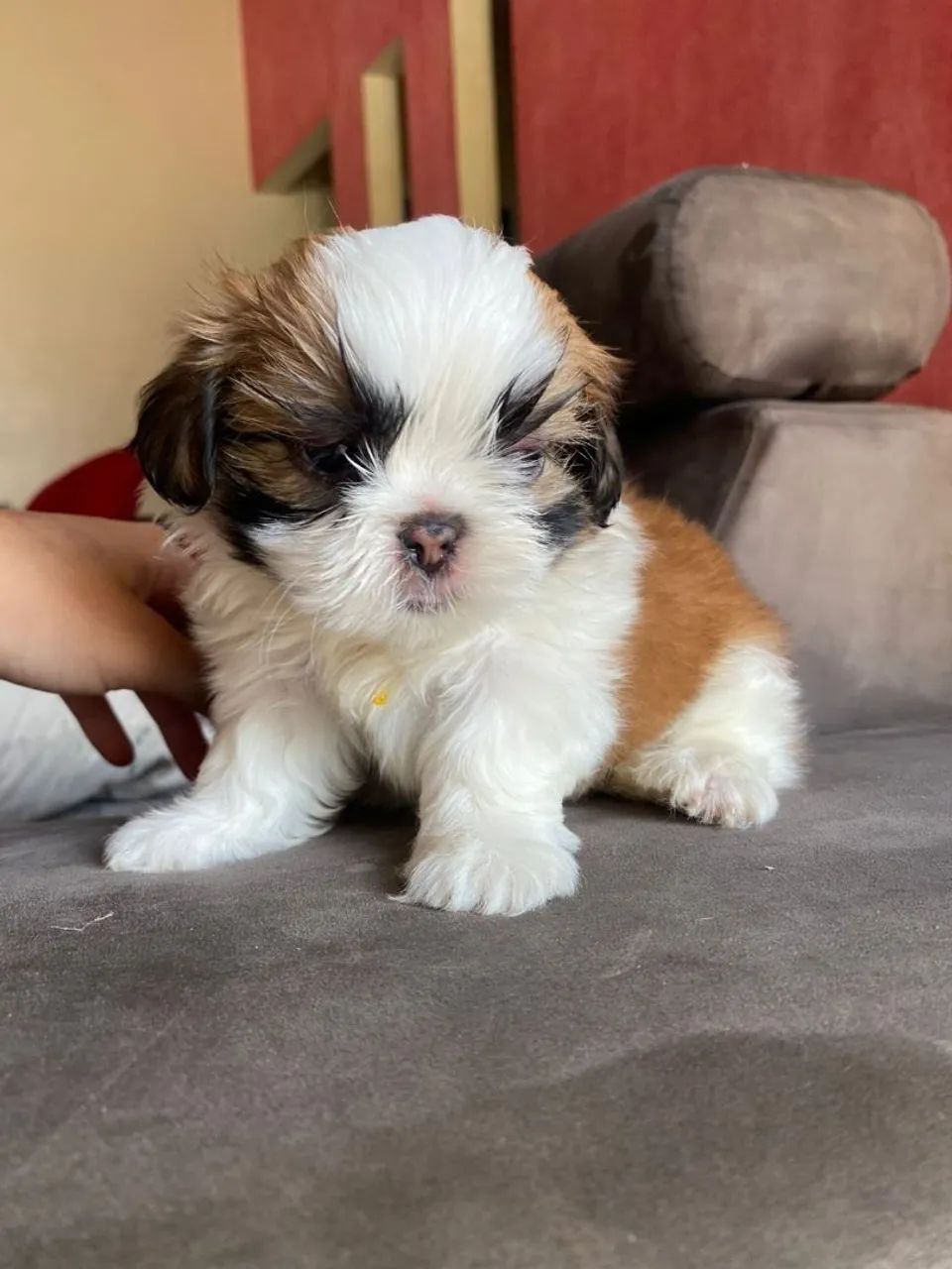 Shih tzu Macho Mini Puro - Cachorros - Plano Diretor Sul, Palmas ...