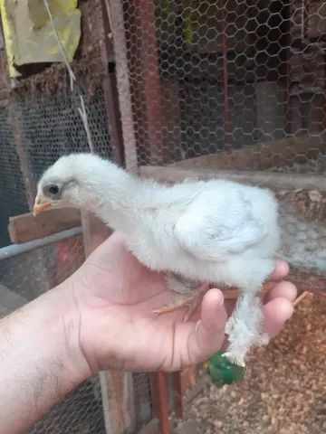 "pinto brahma" no Brasil