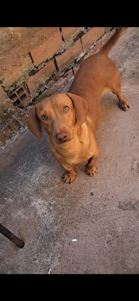 "cachorro cofap" - Cachorros no Brasil