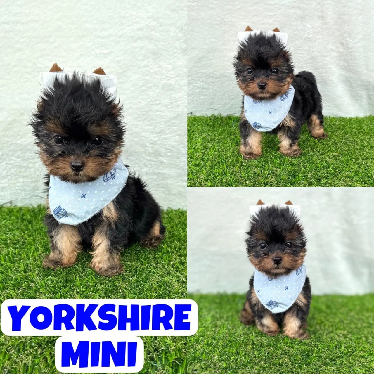 Yorkshire Mini Macho c/ Microchipe + Garantia + Parcelado 12x ...