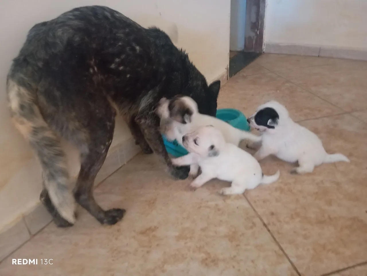 "bode filhote" no Brasil