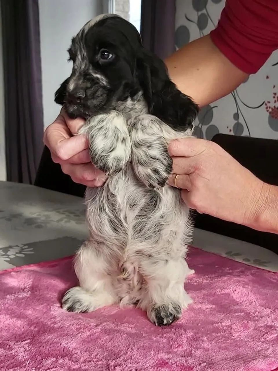 Filhotes de Cocker Spaniel Legítimos! - Cachorros - Imbuí, Salvador ...