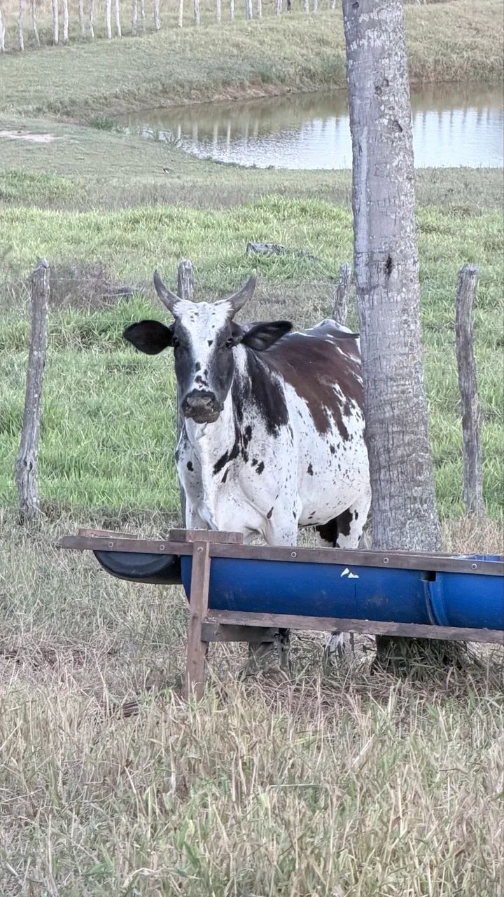 Vacas parida de bezerros Nelore - Animais para agropecuária - Lagarto ...