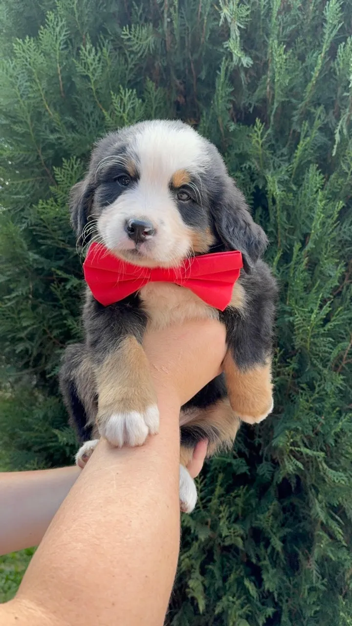"filhotes de bernese" - Cachorros no Brasil