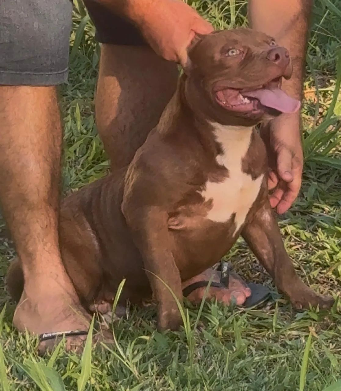 Pit Monster - filhote - Cachorros - Flamengo, Rio de Janeiro 1469954765 ...