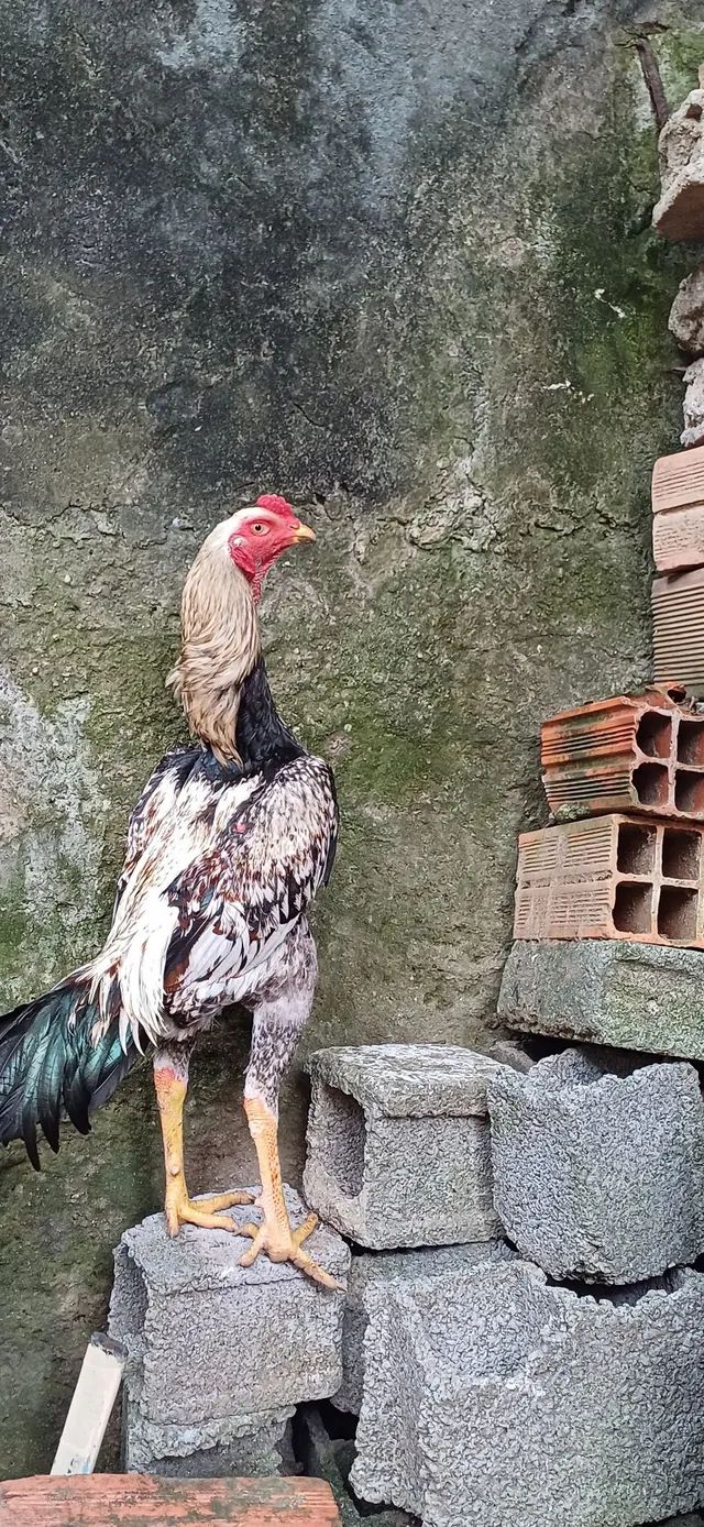 "galo shamo" no Brasil