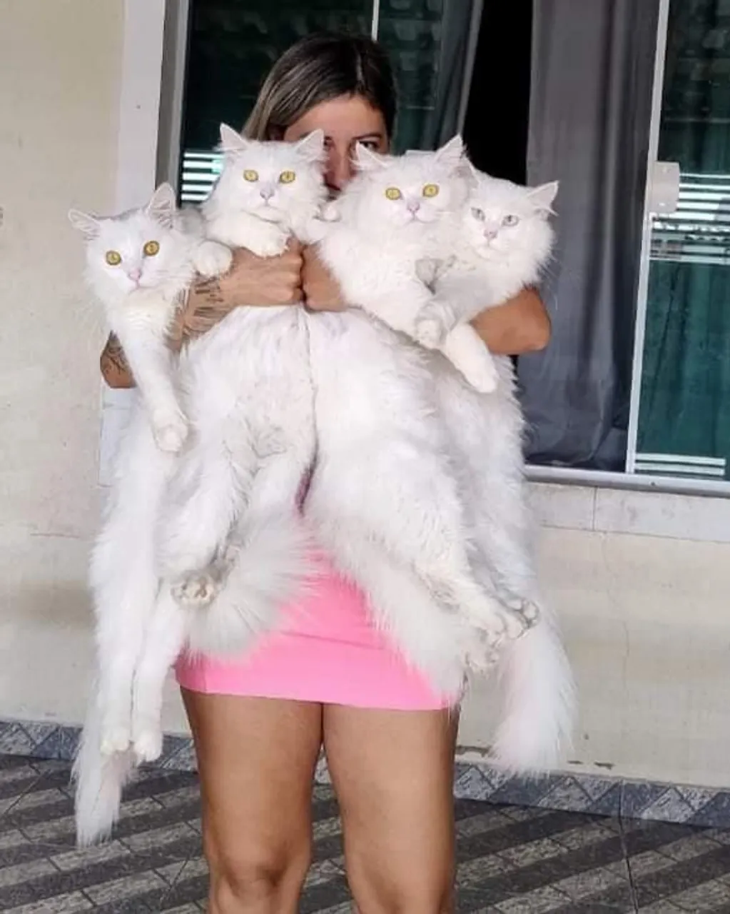 "gato angora" - Gatos no Brasil