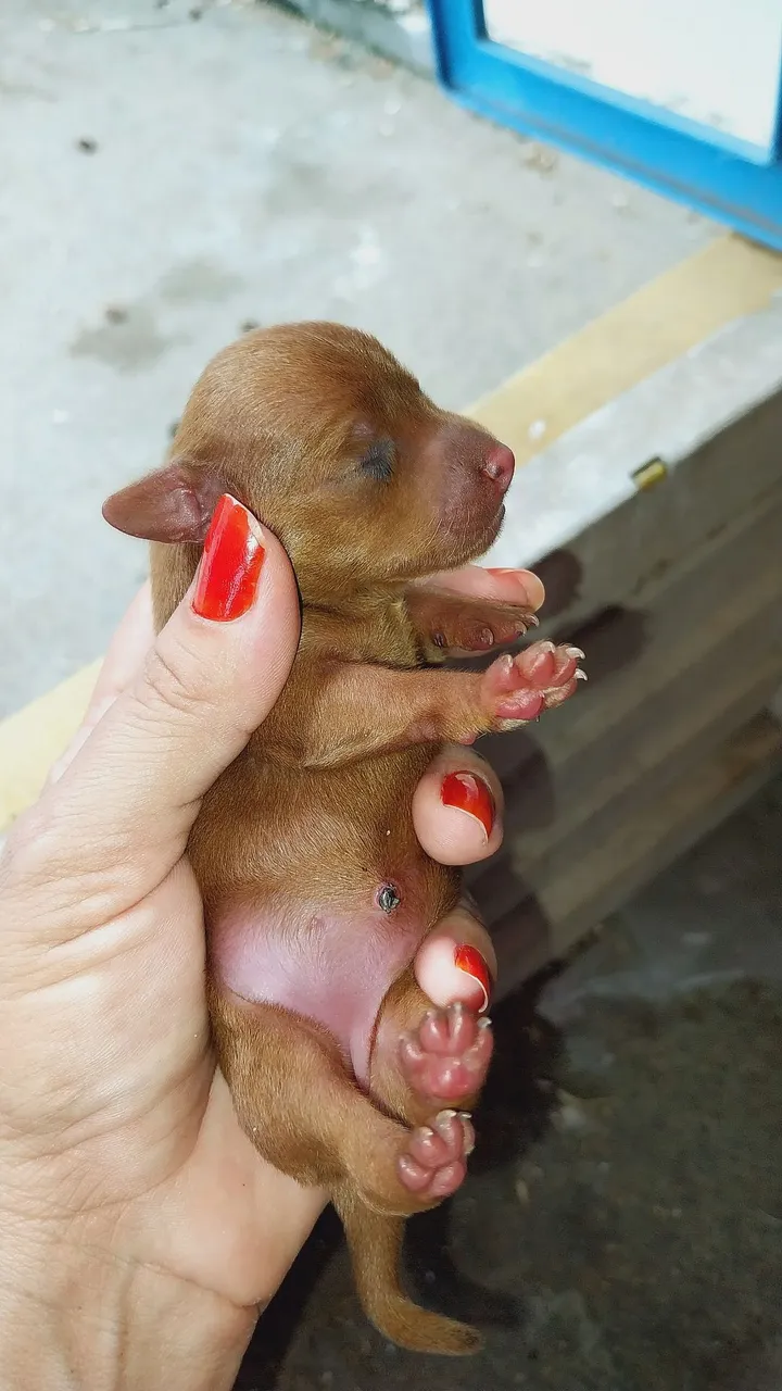 "cachorro pinscher 1" - Cachorros no Brasil