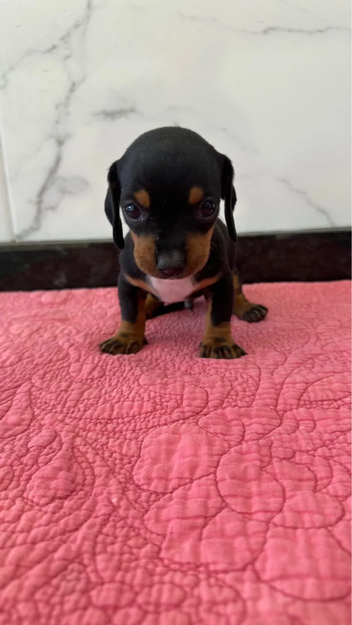 "cachorro cofap" - Cachorros no Brasil