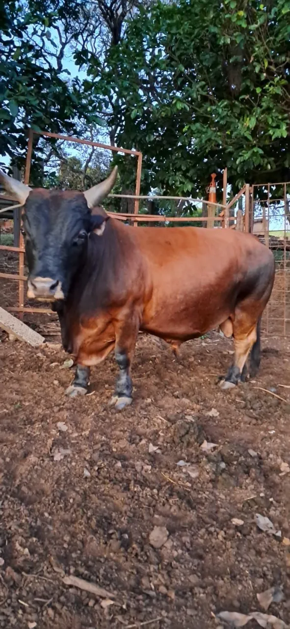 "boi mini boi" - Animais para agropecuária no Brasil