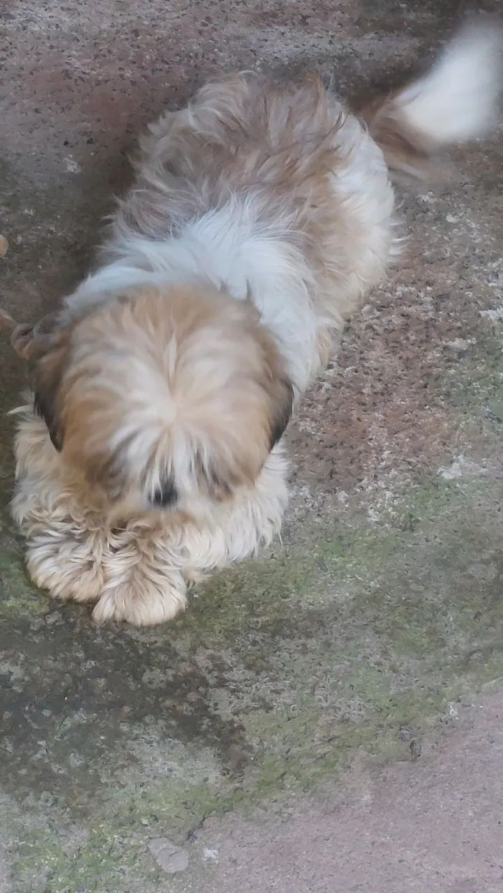 Promoção Shih Tzu - Cachorros - Parque Leopoldina, Campos dos ...