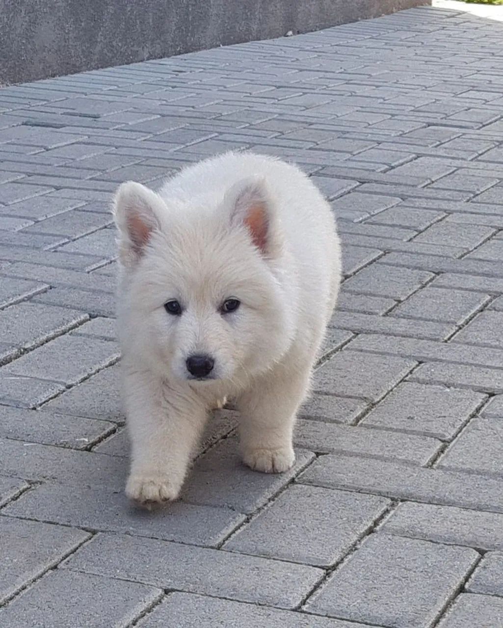 Filhotes de Pastor Suíço - Cachorros - Campo Largo da Roseira, São José ...