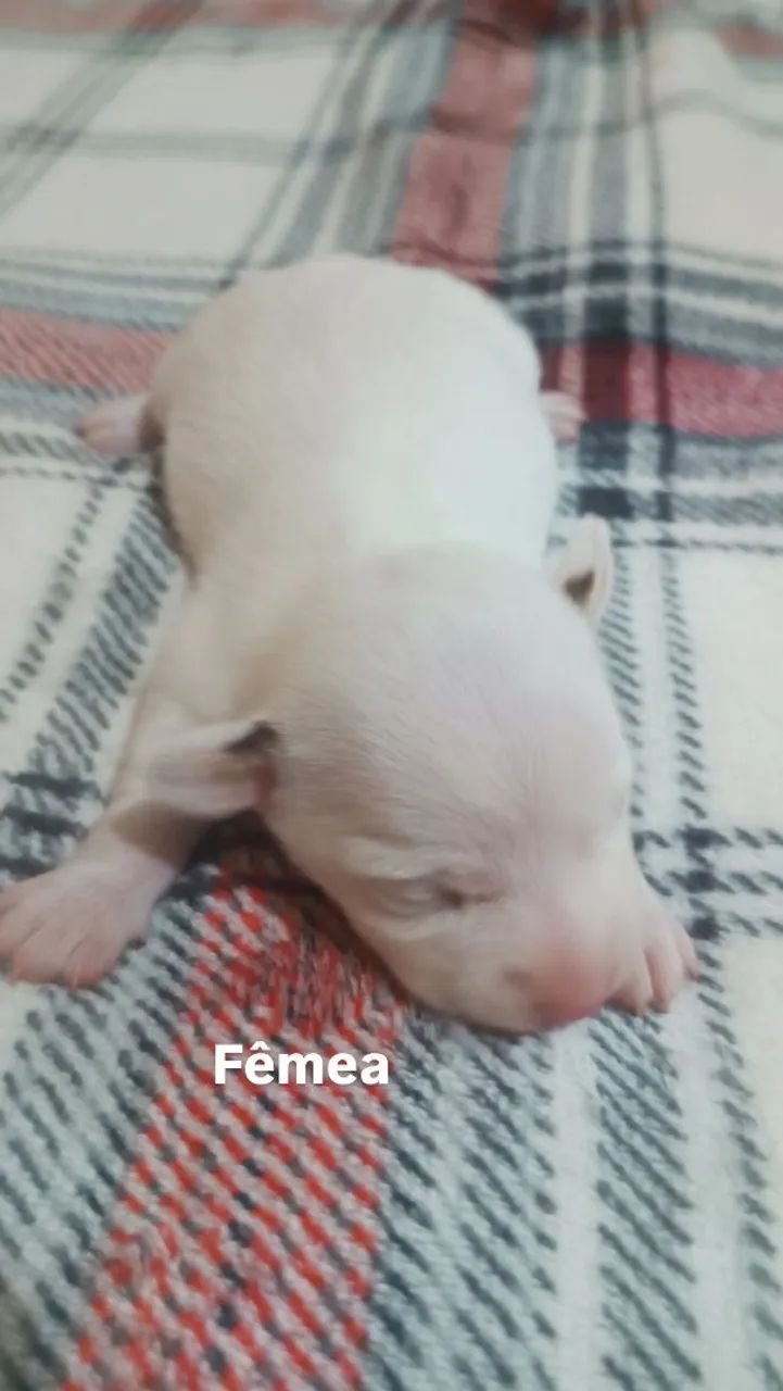 Filhotes Jack Russell Terrier - Cachorros - Silvânia 1469006700 | OLX