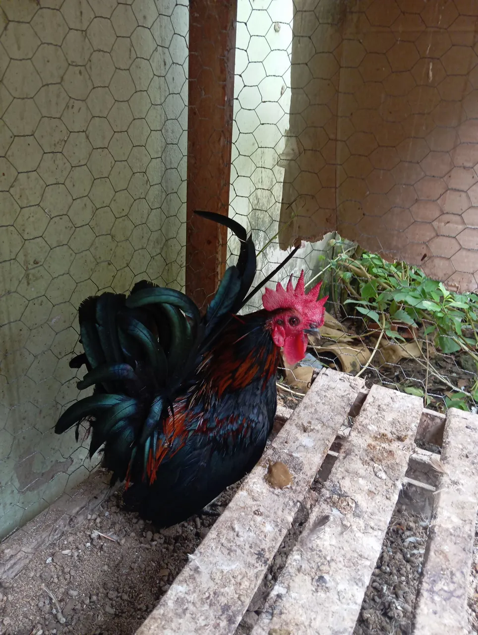 "garnizes nagasaki" no Brasil