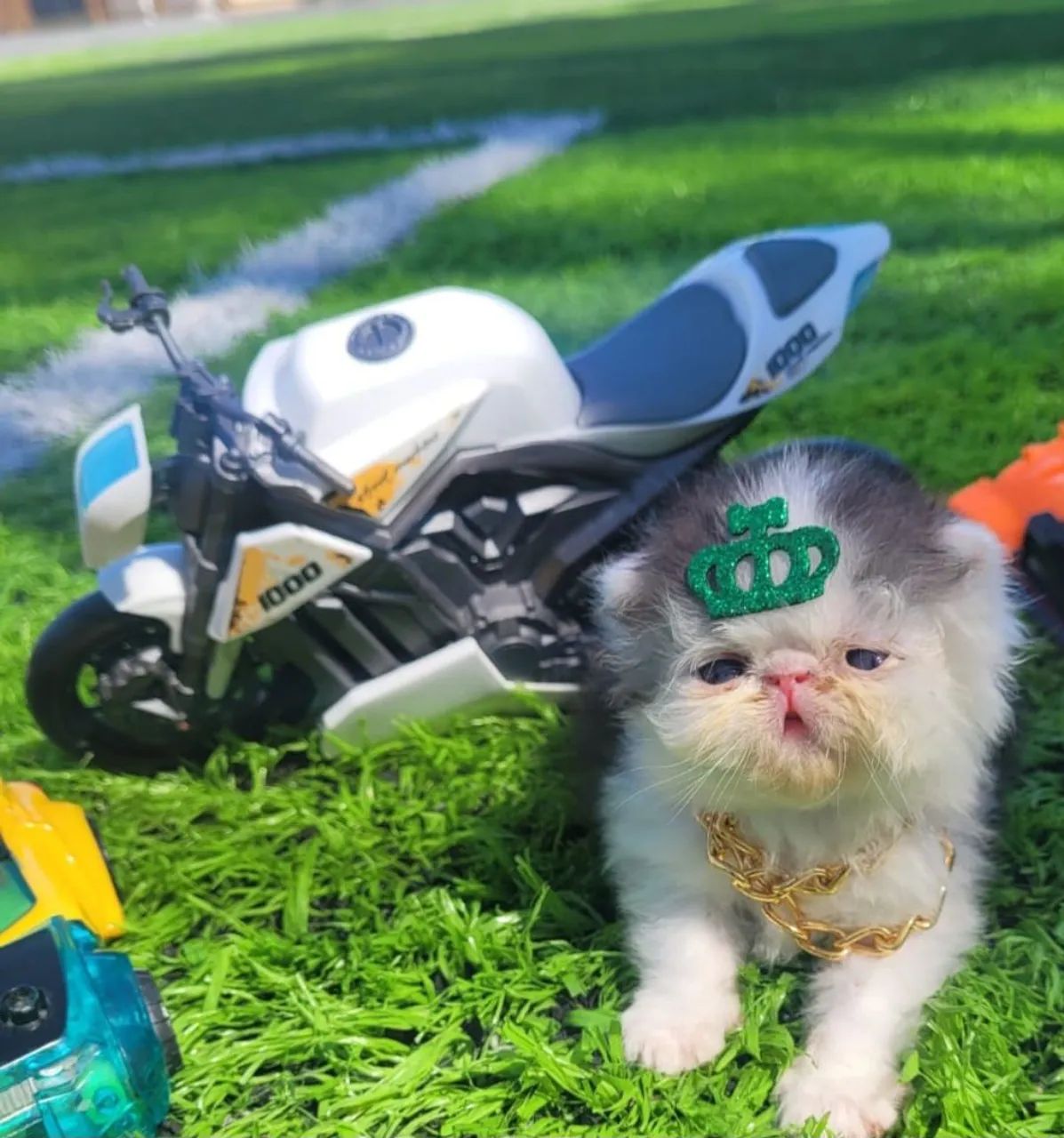 Vendo filhote de gato Persa ENTREGA EM SALVADOR - Gatos - Vera Cruz ...