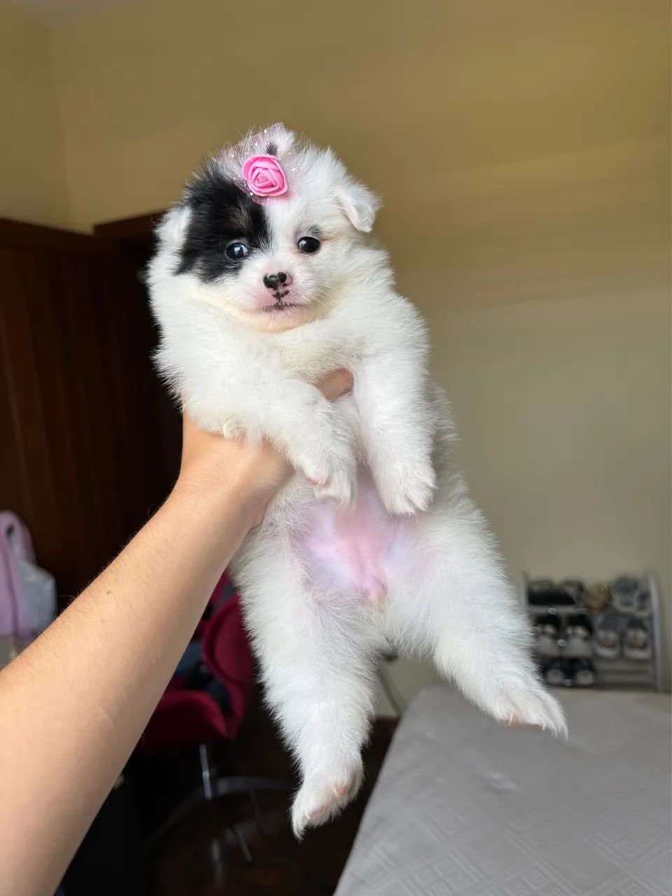 Spitz alemão anã fêmea com pedigree e vacinada - Cachorros - Nova ...