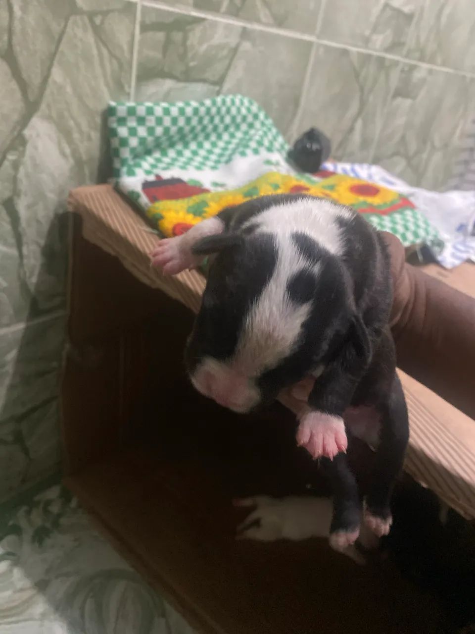 Pit bull - Cachorros - Praia Grande, Salvador 1472291388 | OLX