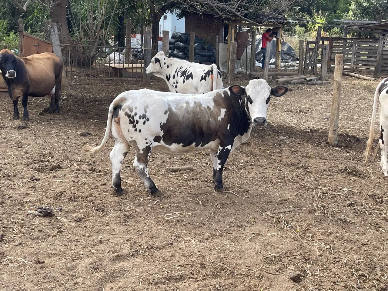 "mini vaca" - Animais para agropecuária no Brasil