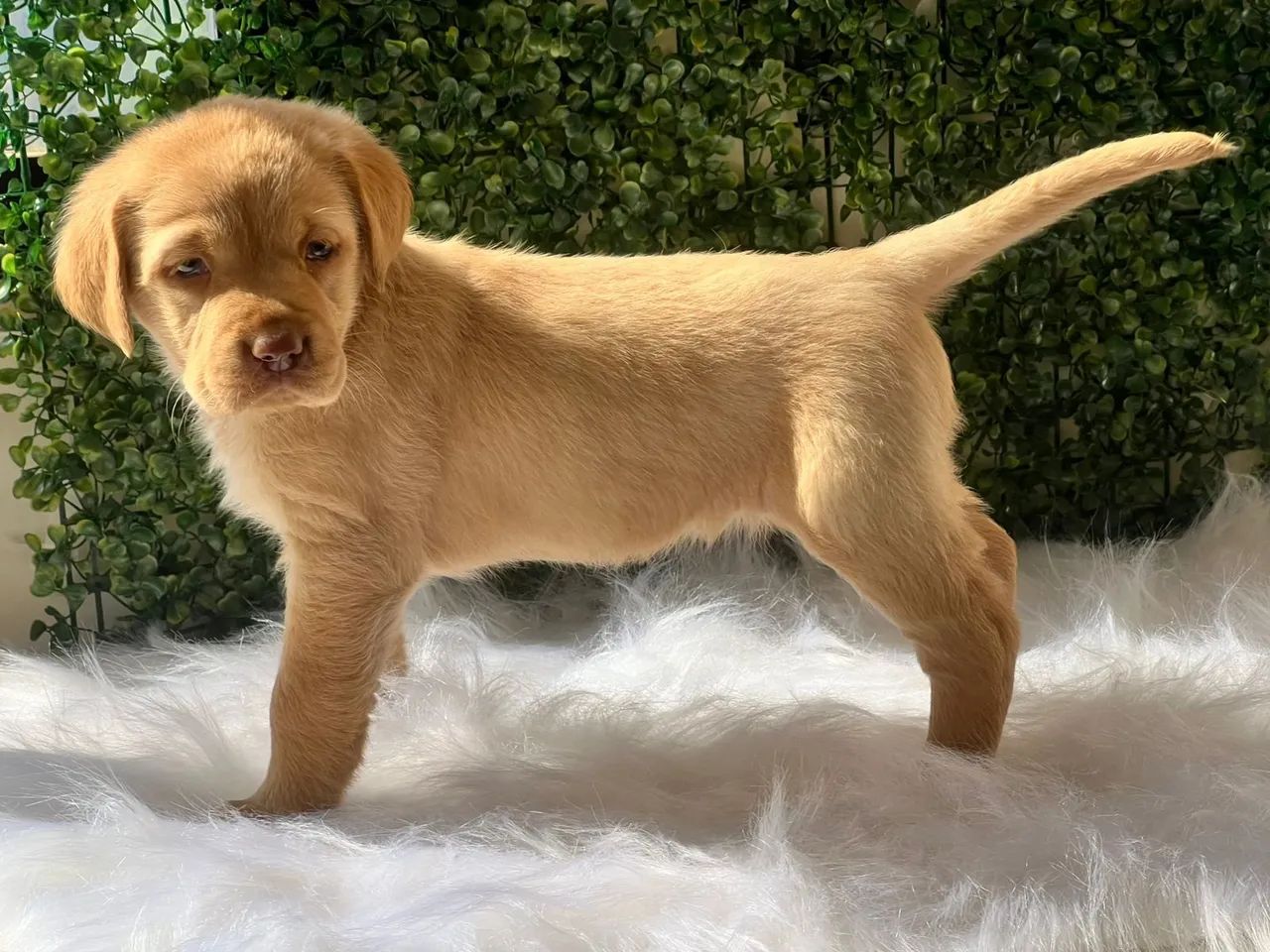 "cachorro caramelo" - Cachorros no Brasil