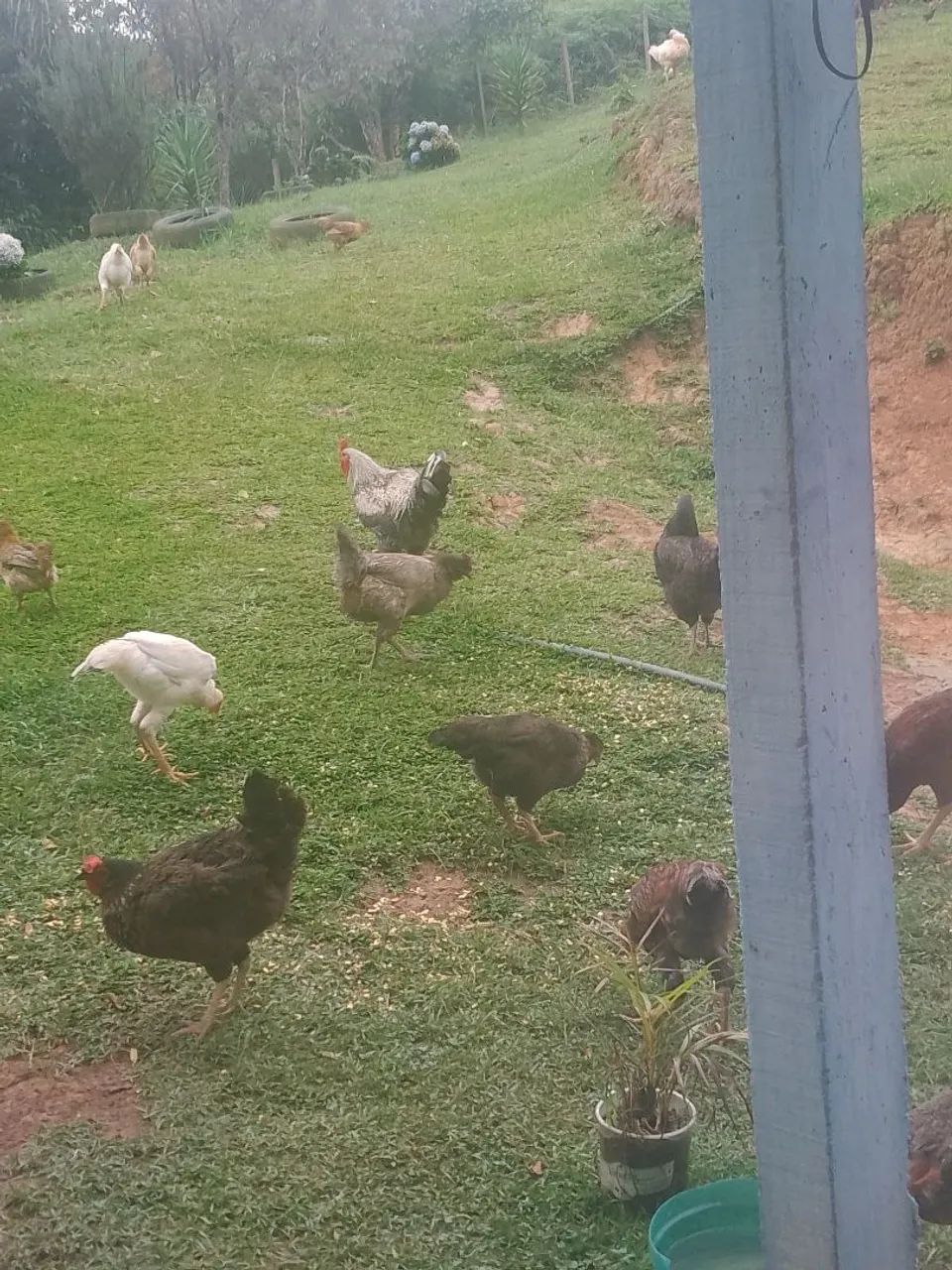 Frango caipira - Animais para agropecuária - Santa Cândida, Curitiba ...