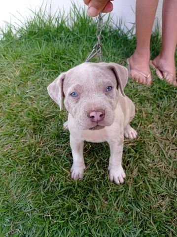 Pit monster merle | +145 anúncios na OLX Brasil