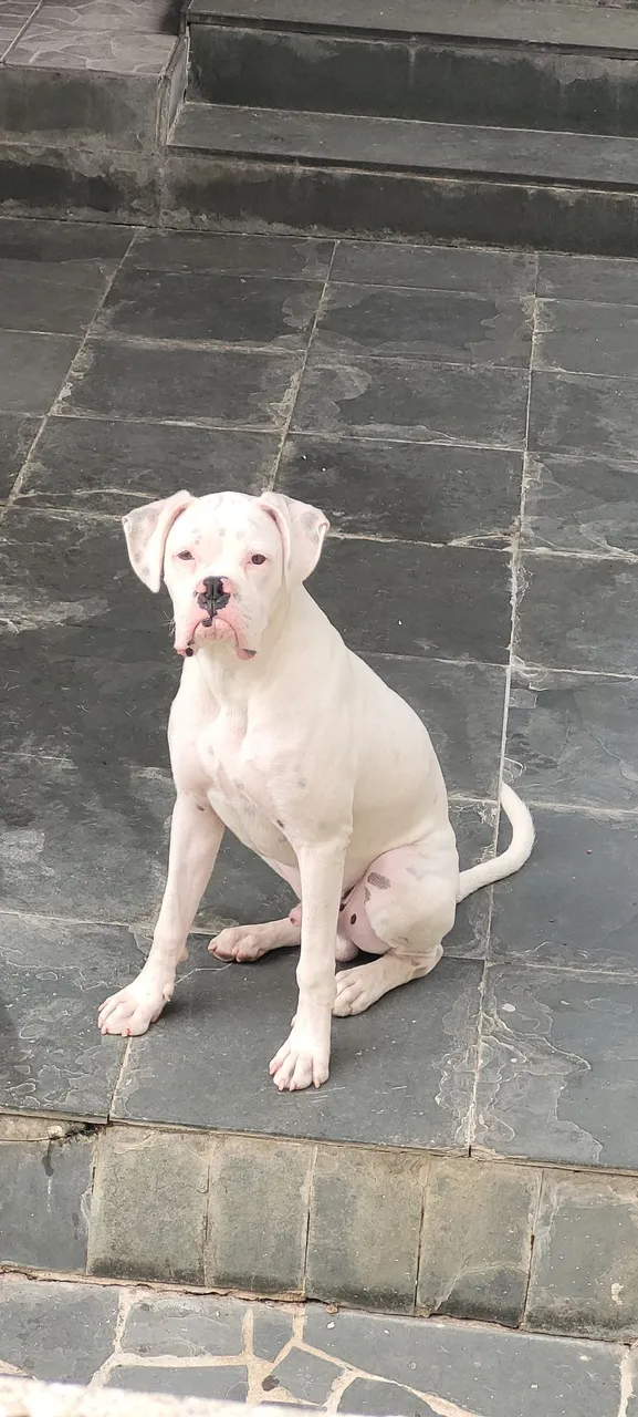 "filhotes de boxer" - Cachorros no Brasil