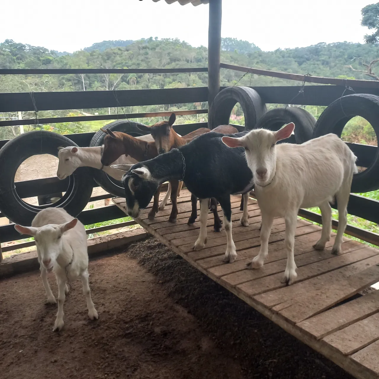 "cabras e cabritos" no Brasil