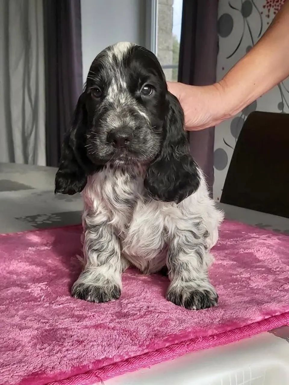 Filhotes de Cocker Spaniel Legítimos! - Cachorros - Imbuí, Salvador ...