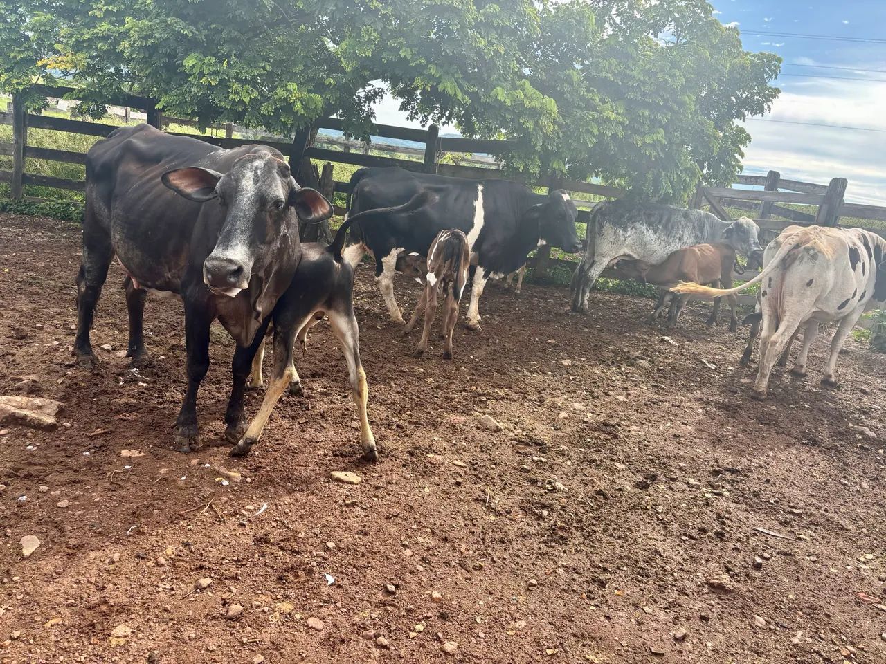 Vaca de leite - Animais para agropecuária - Itaberaí 1469240561 | OLX