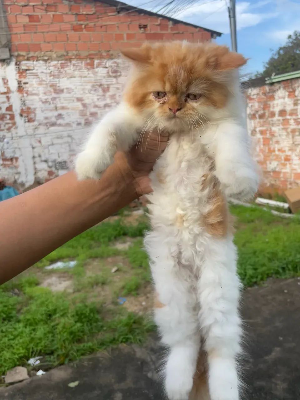 Gato Persa - Gatos - São João Bosco, Porto Velho 1469591236 | OLX