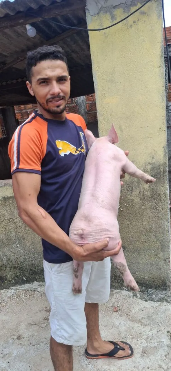 "filhotes de porcos" - Outros animais no Brasil