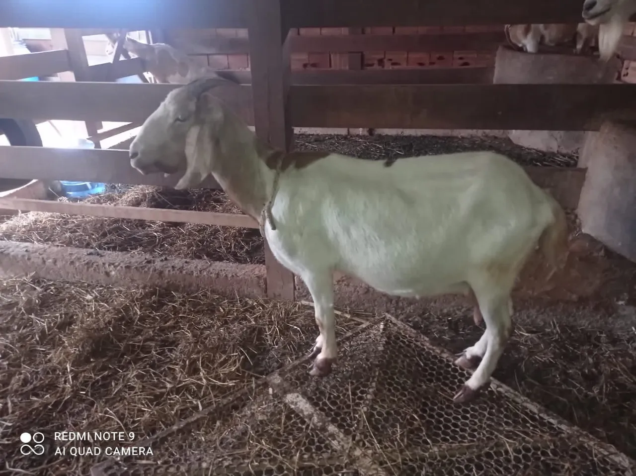 "bodes e cabras" no Brasil