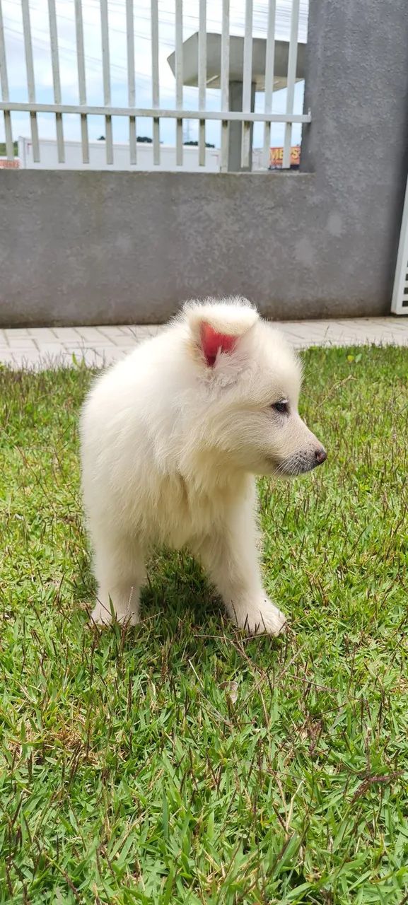 Filhotes de Pastor Suíço - Cachorros - Campo Largo da Roseira, São José ...