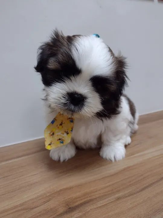 Filhote Shih Tzu - Fofinho lindinho perfeito - Cachorros - Guabirotuba ...