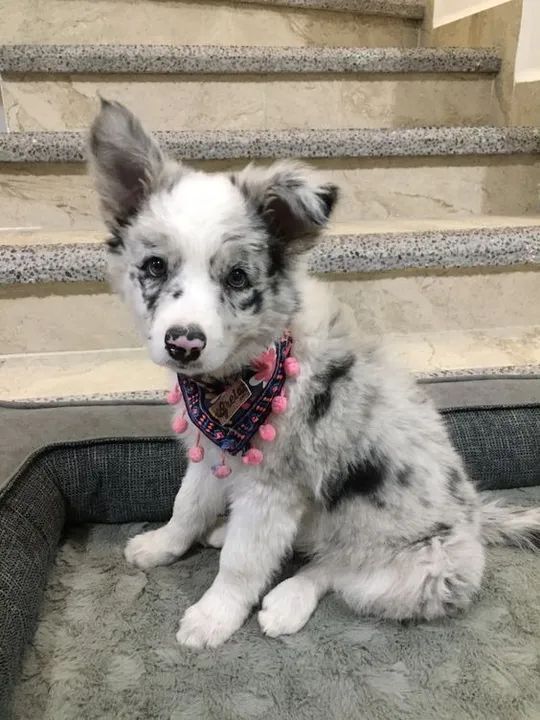 Border Collie Filhotes na Cor Blue Merle - Cachorros - Jardim Miriam ...