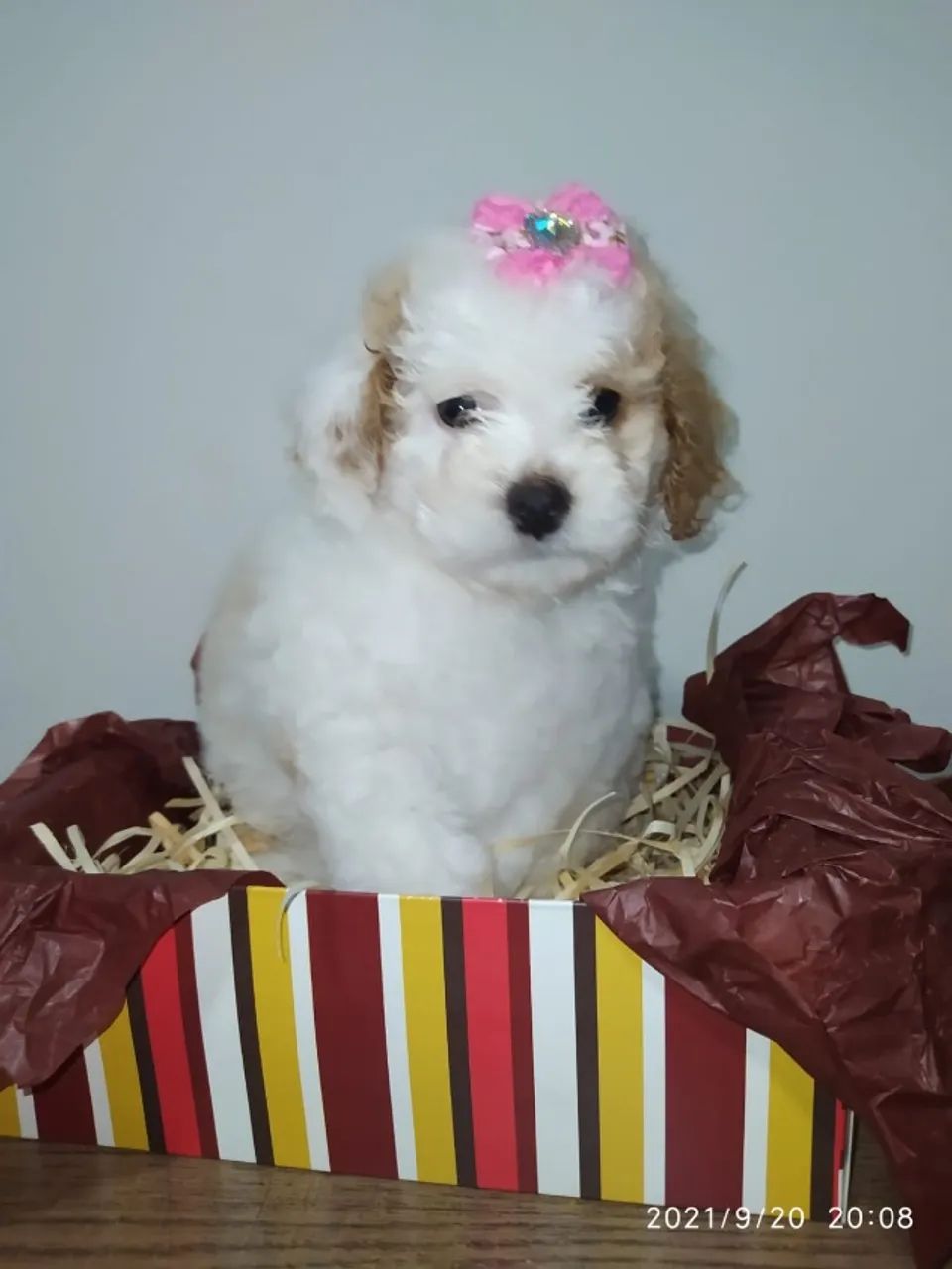 Poodle: inteligência marcante aliada a um temperamento afetuoso ...