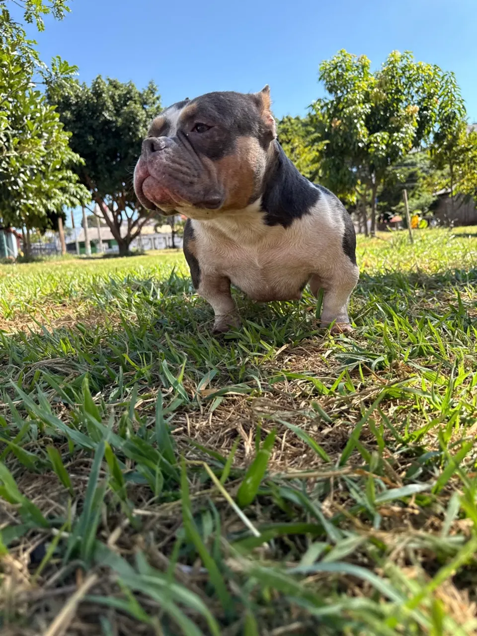 "american bully micro" - Cachorros no Brasil