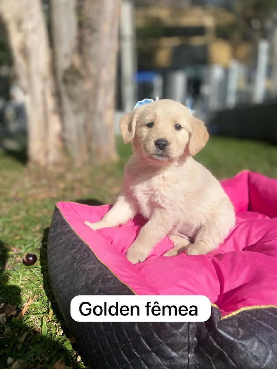 "filhotes de golden retriever" - Cachorros no Brasil
