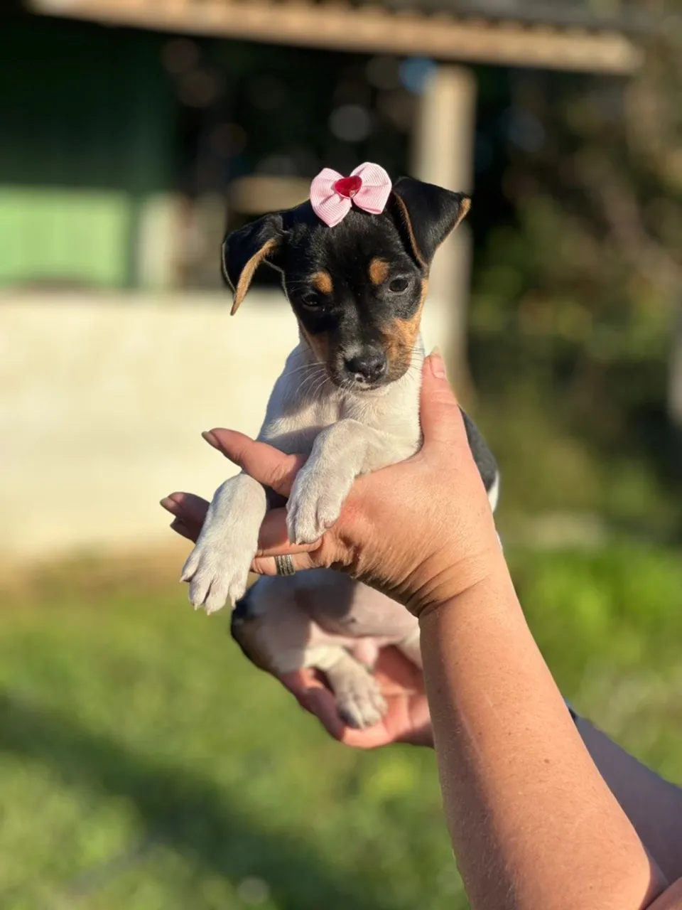 "filhotes de fox paulistinha" - Cachorros no Brasil