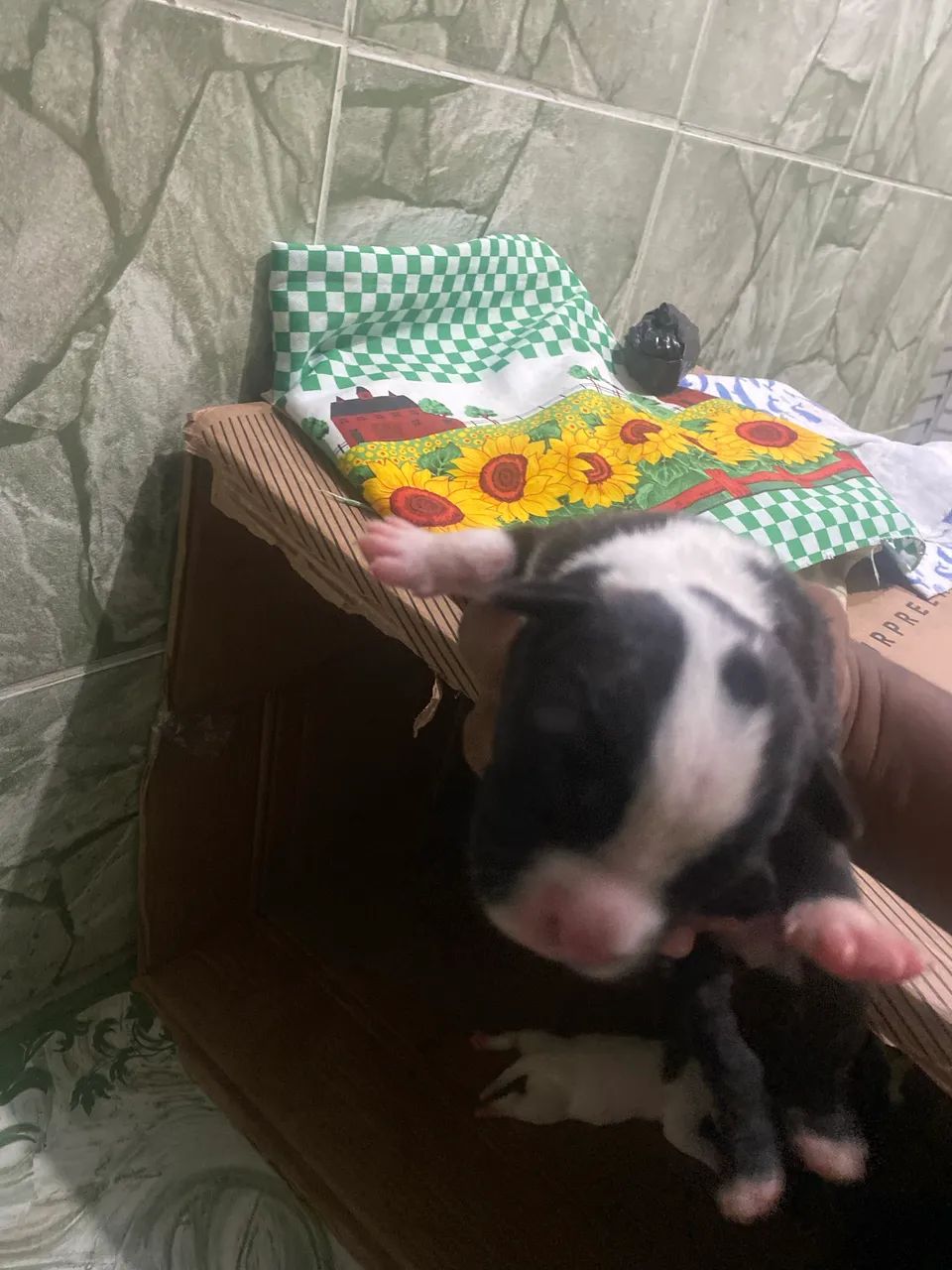 Pit bull - Cachorros - Praia Grande, Salvador 1472291388 | OLX
