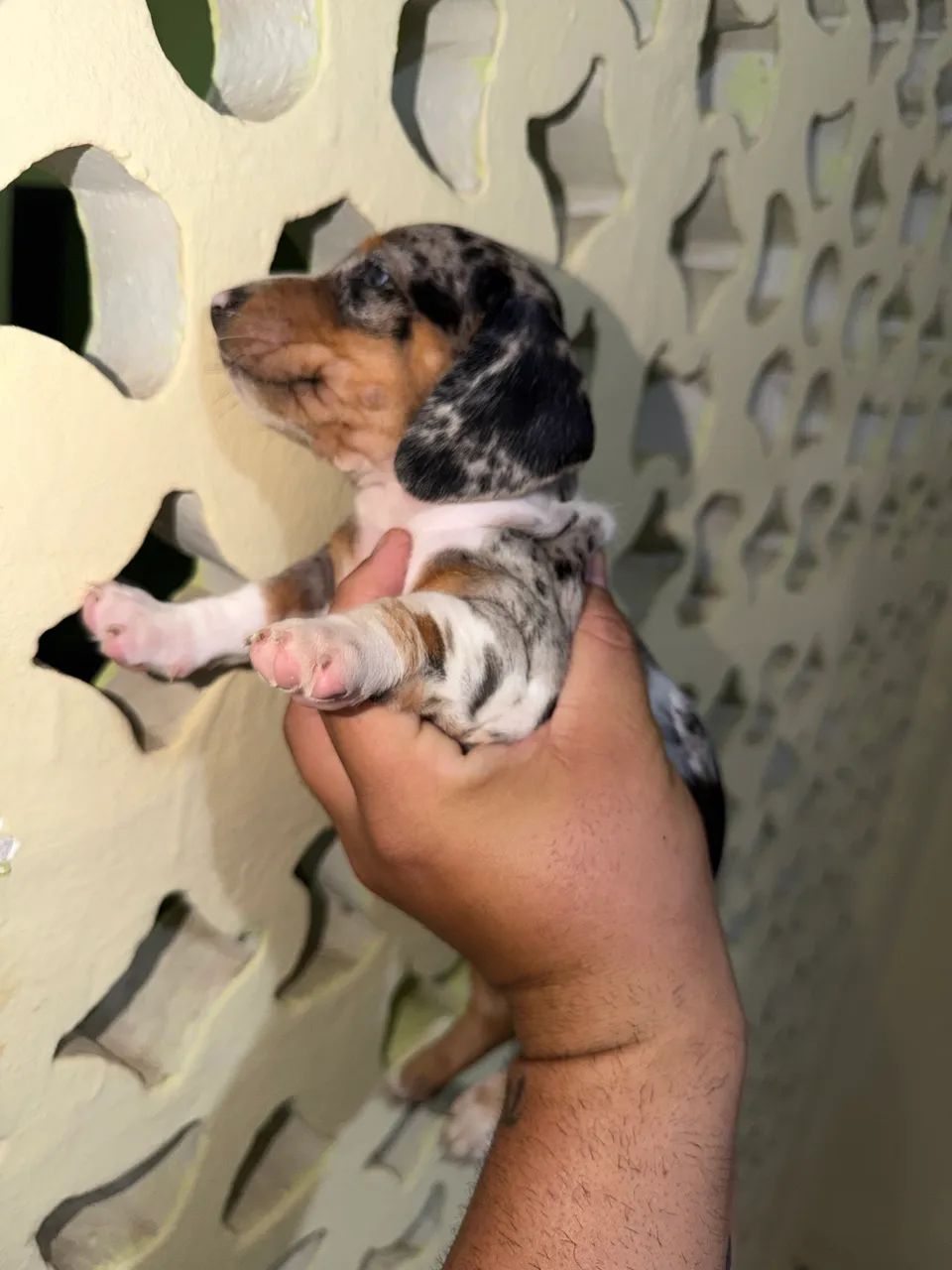 Cachorro Dachshund Mofadinho - Cachorros - Tenório Cavalcante, Palmeira ...
