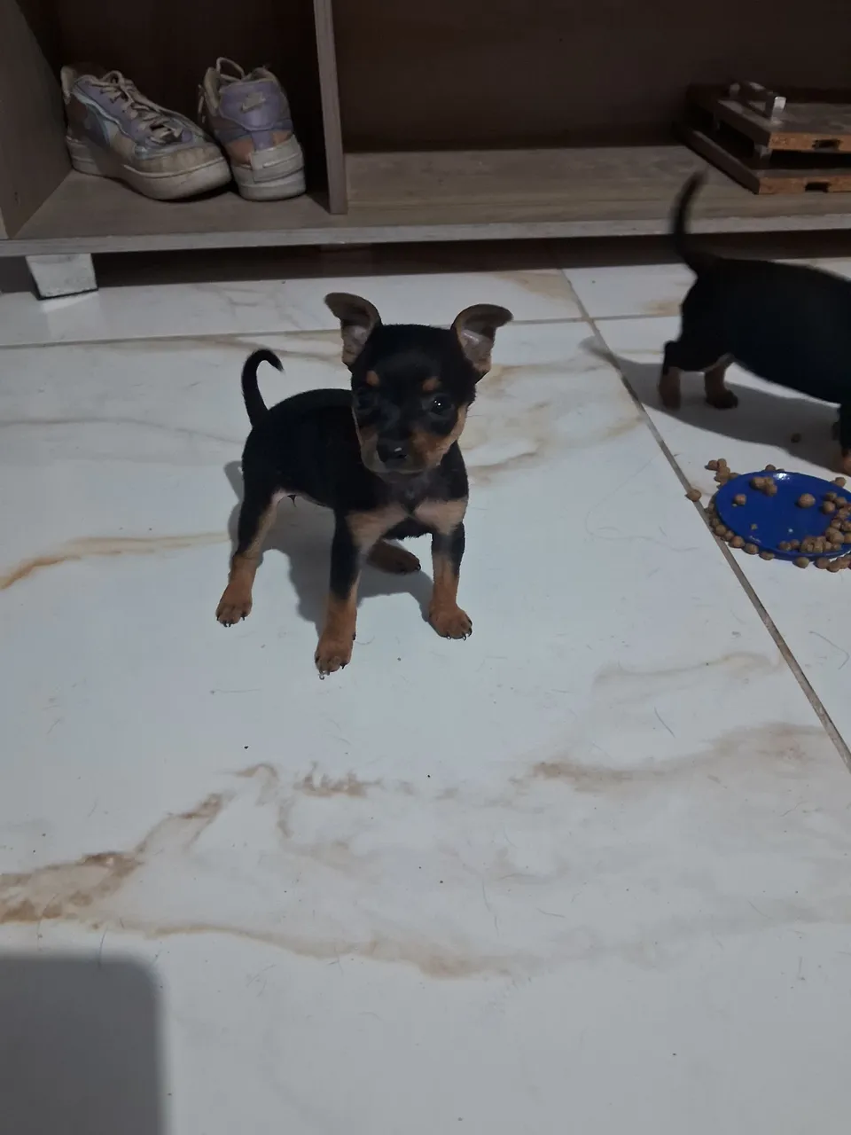 "pinscher 0" - Cachorros no Brasil