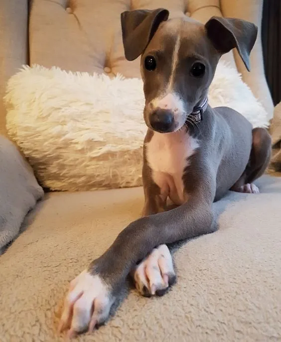 "filhote galgo" - Cachorros no Brasil